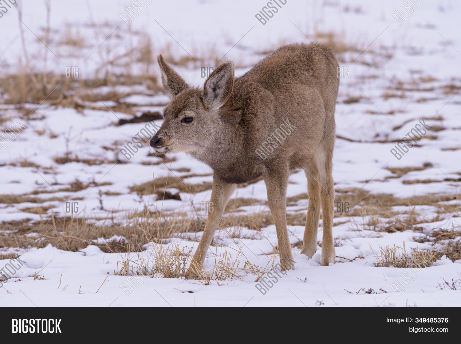 Wildlife Colorado. Image & Photo (Free Trial) | Bigstock