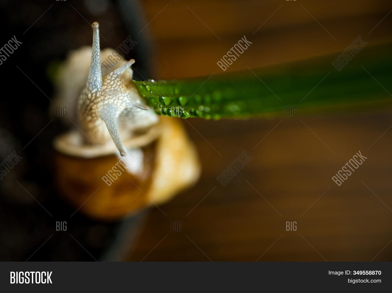 Healing Mucus. Image & Photo (Free Trial) | Bigstock