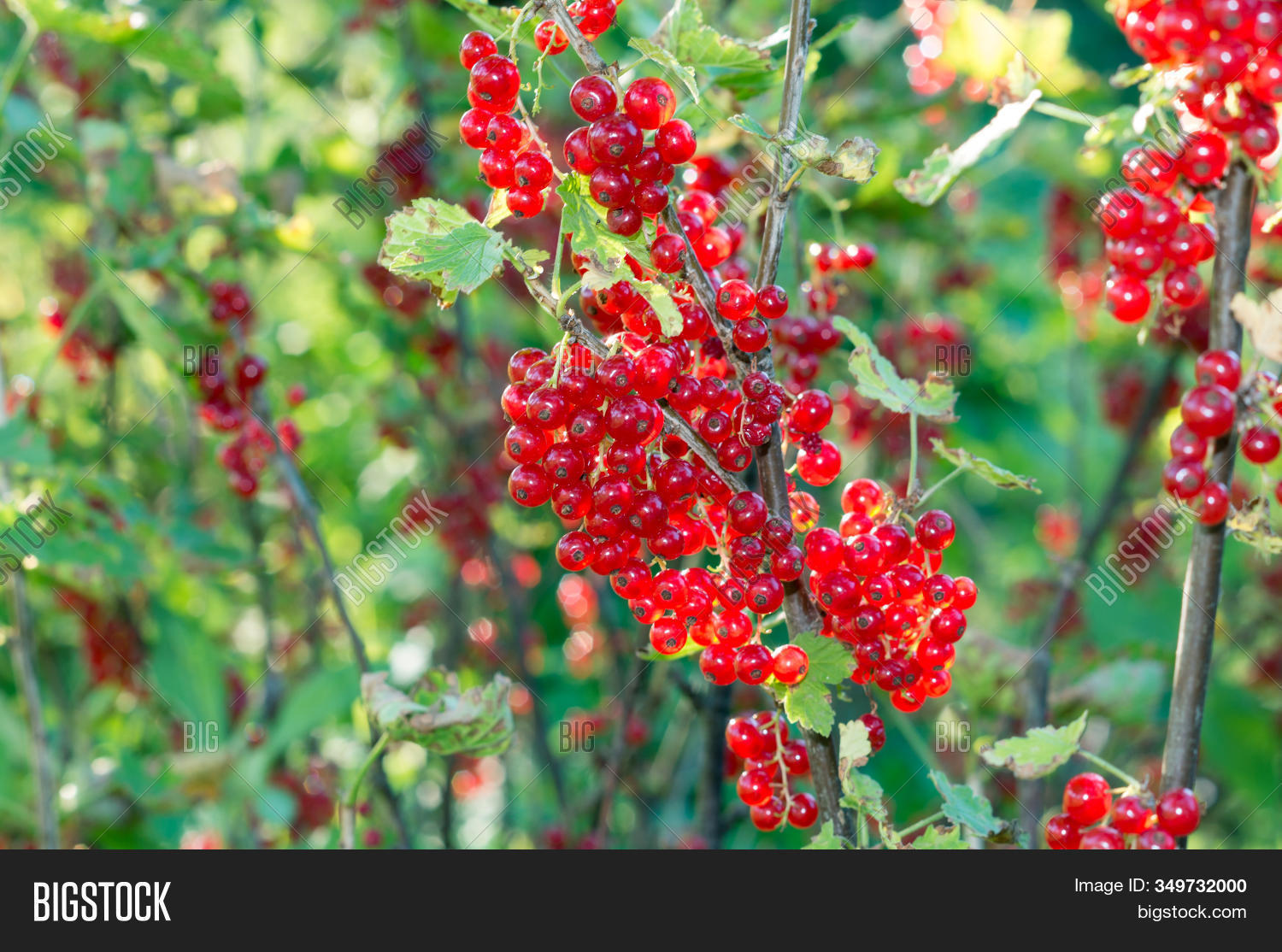 Red Currants - Red Image & Photo (Free Trial) | Bigstock