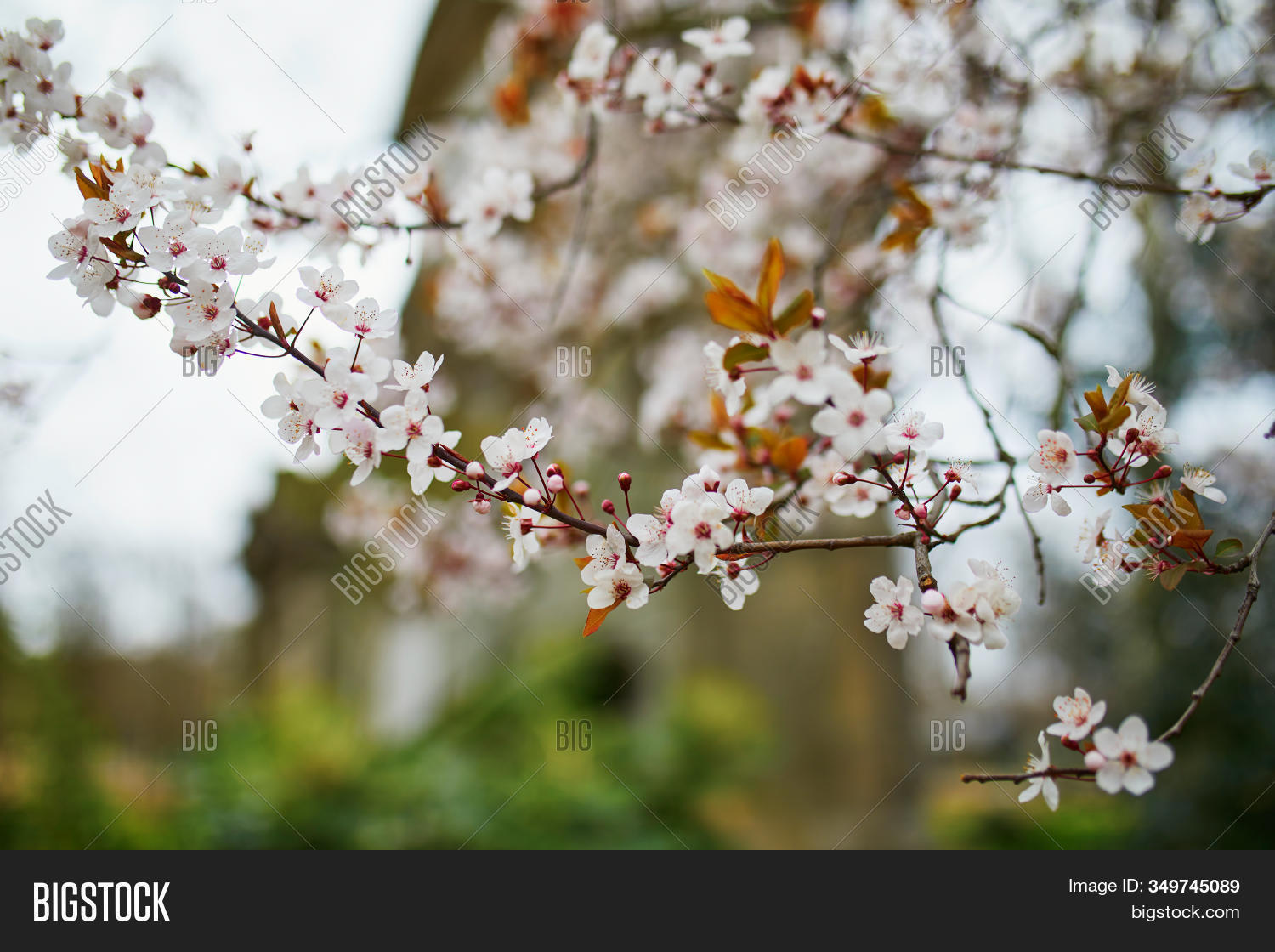 Beautiful Pink Cherry Image & Photo (Free Trial) | Bigstock