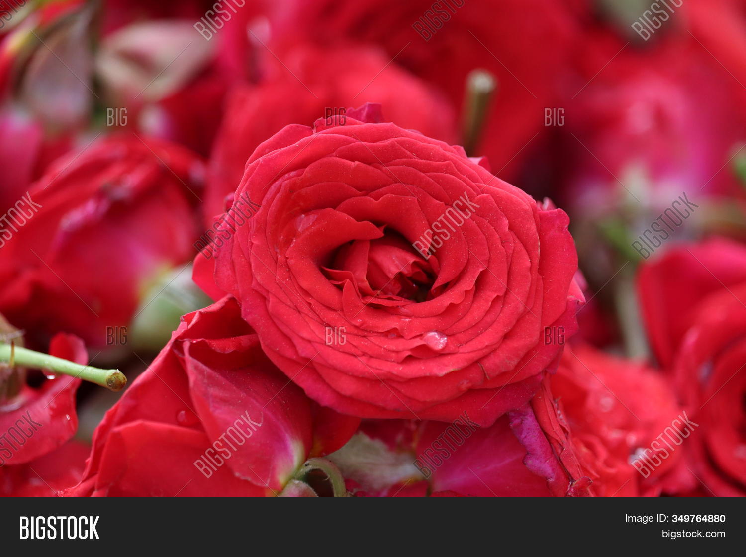 Close Red Rose On Image & Photo (Free Trial) | Bigstock