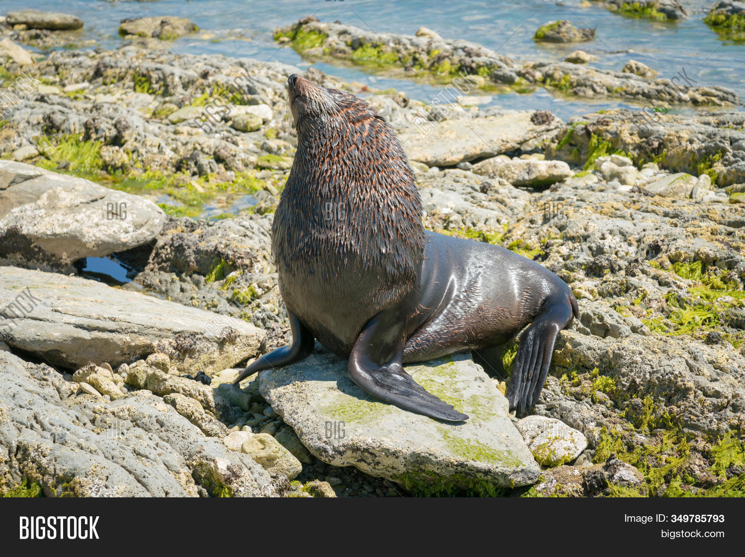 Seal Standing On Image & Photo (Free Trial) | Bigstock