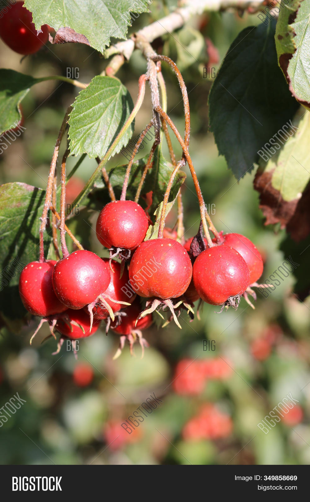 Red Crab Apples, Malus Image & Photo (Free Trial) | Bigstock