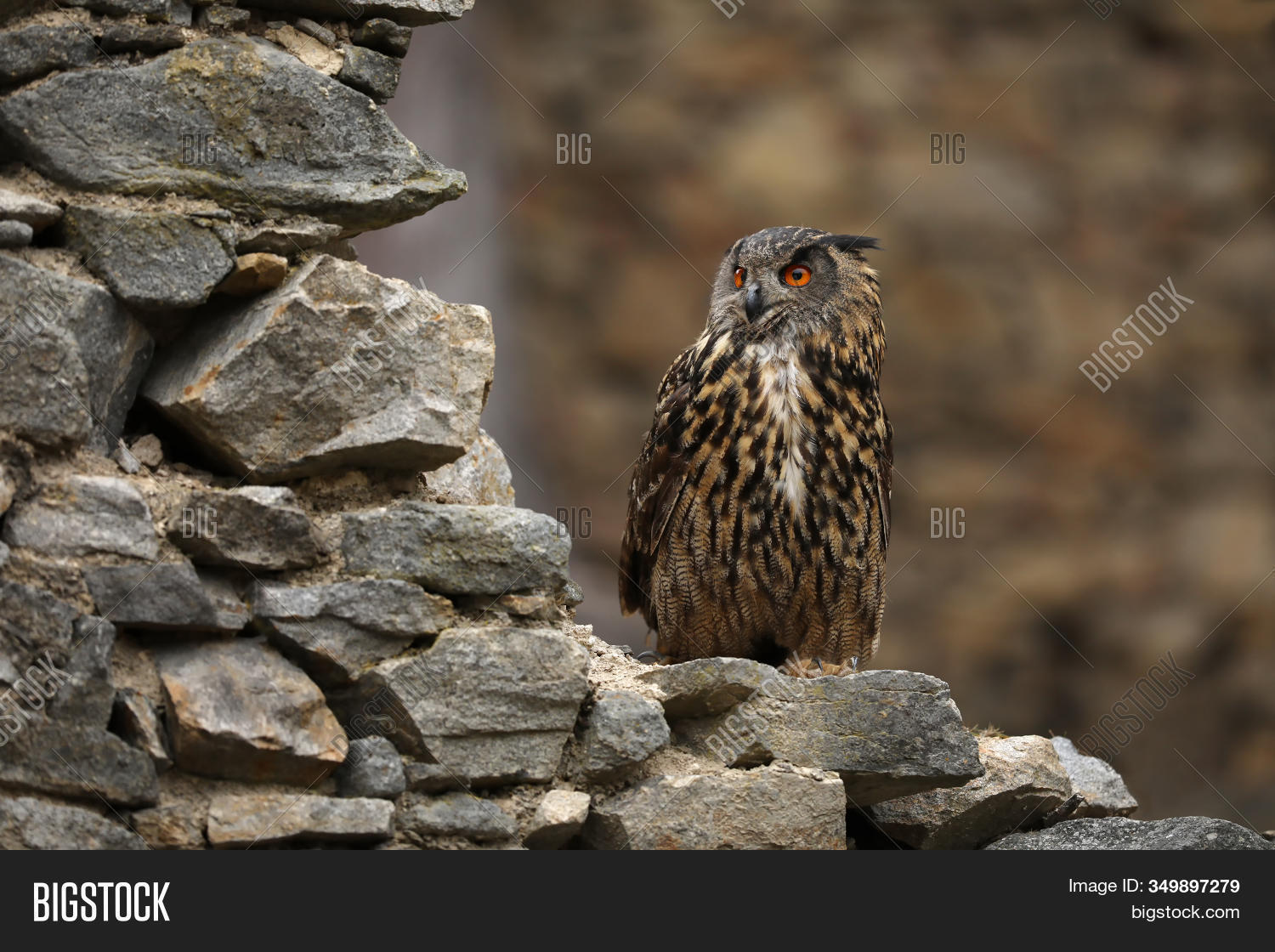 Big Brown Eared Owl Image & Photo (Free Trial) | Bigstock