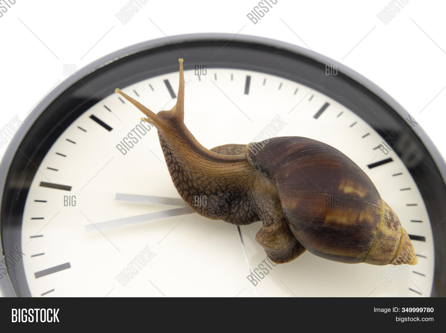 Terrestrial Snail Image & Photo (Free Trial) | Bigstock