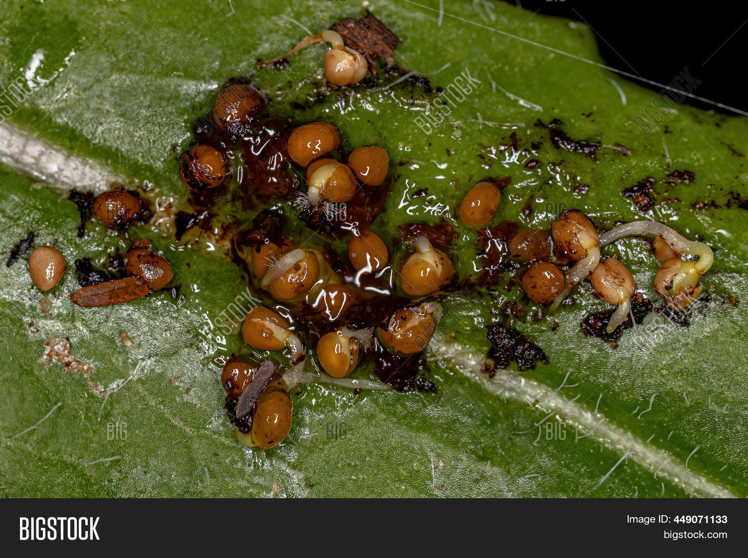 Small Yellow Seeds Image & Photo (Free Trial) | Bigstock