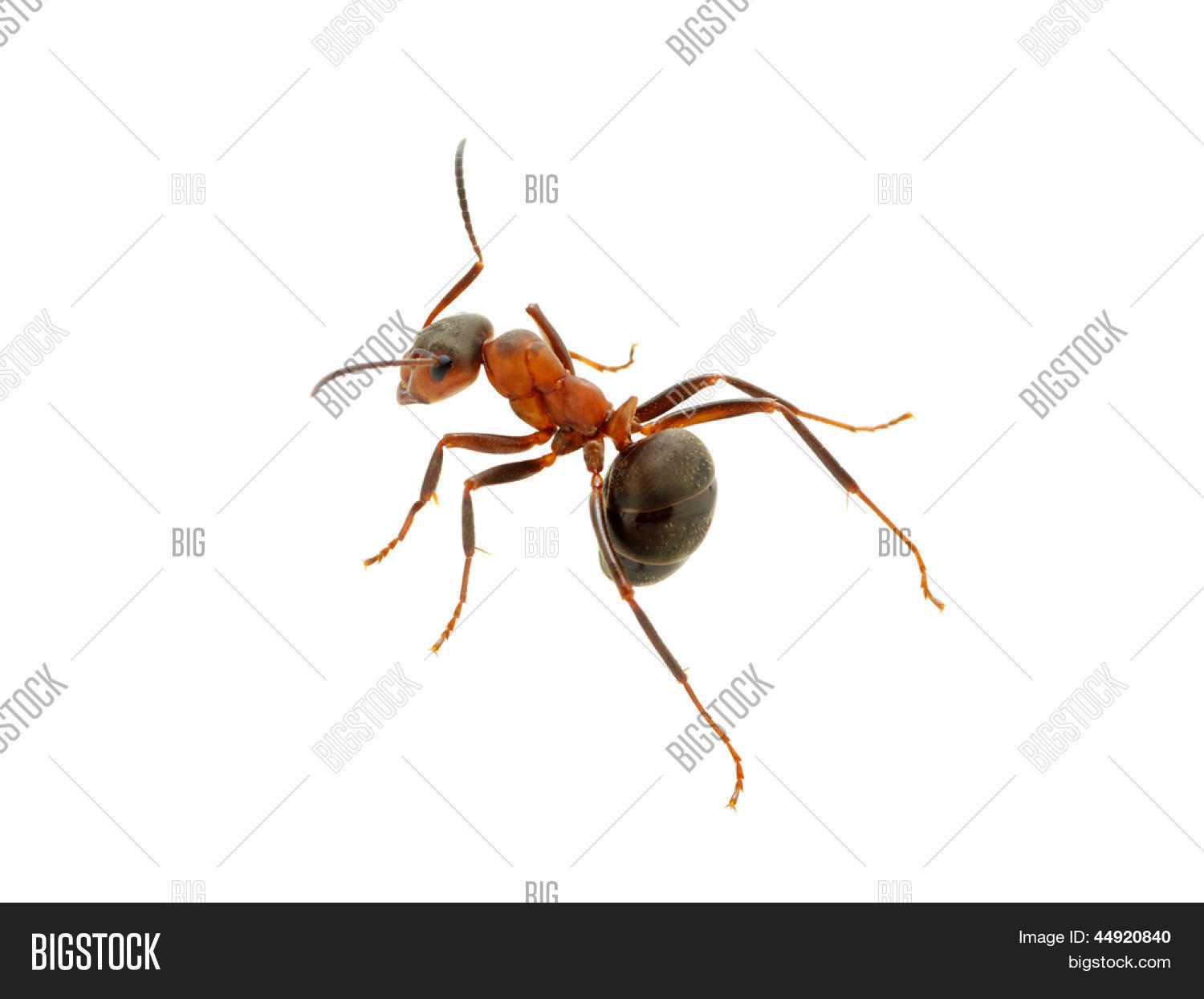 Ant Isolated On White Image & Photo (Free Trial) | Bigstock