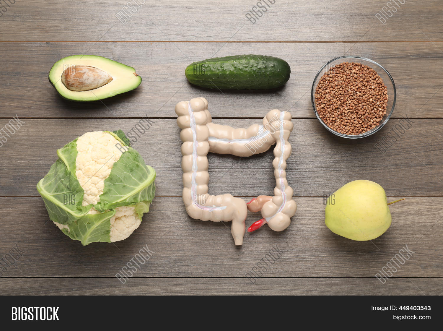 Layout Intestine Model Image & Photo (Free Trial) | Bigstock