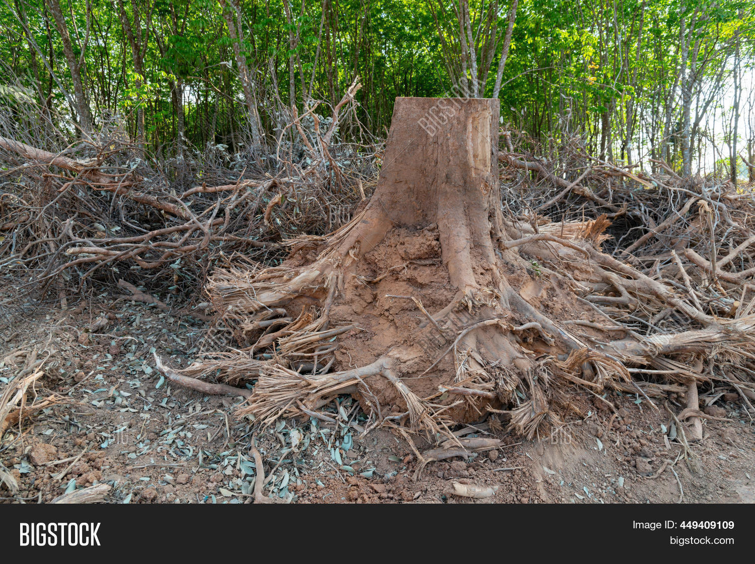 Dig Tree Root Fallen Image & Photo (Free Trial) | Bigstock