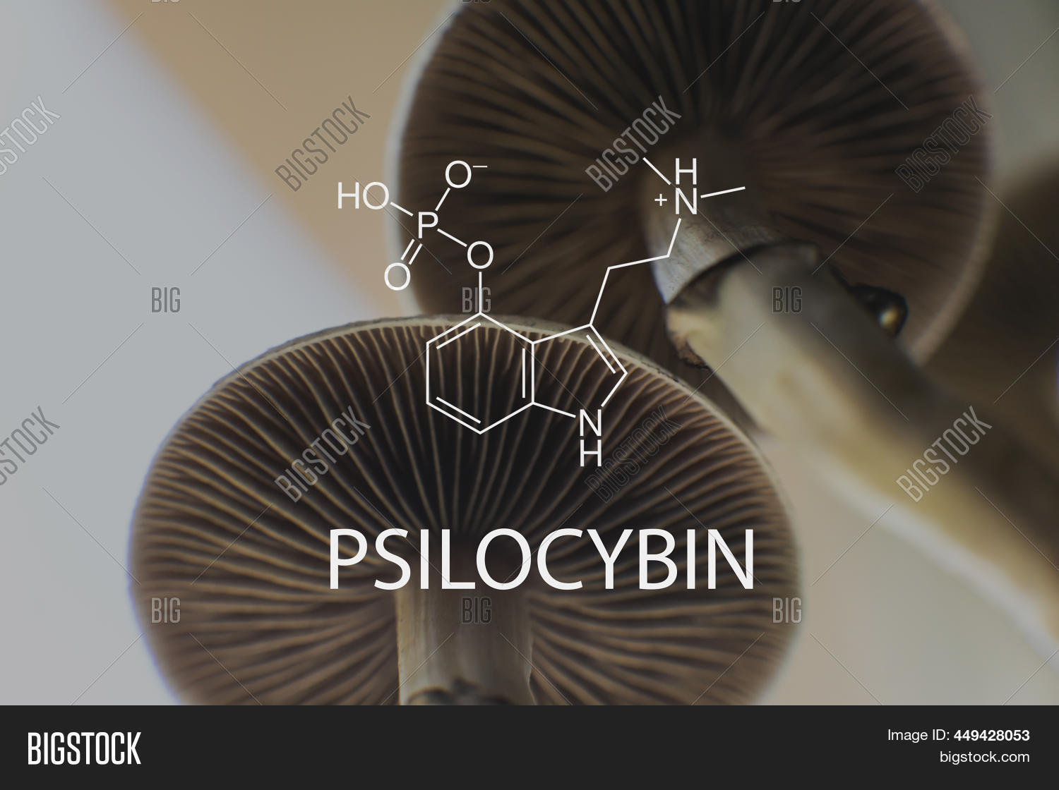 Psilocybin Mushroom. Image & Photo (Free Trial) | Bigstock