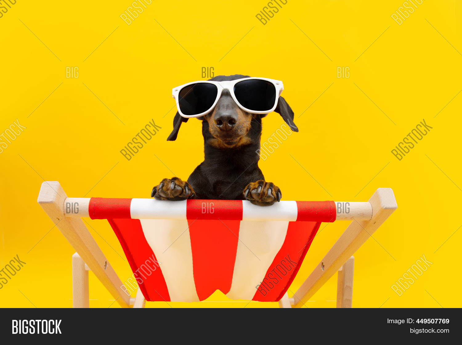 Funny Dog Summer. Image & Photo (Free Trial) | Bigstock