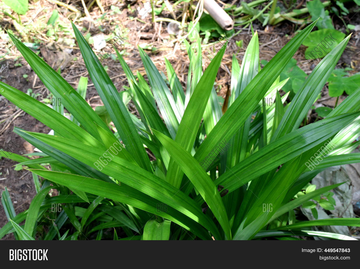 Pandanus Image & Photo (Free Trial) | Bigstock