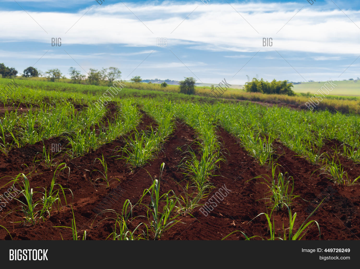 Sugarcane Plantation Image & Photo (Free Trial) | Bigstock