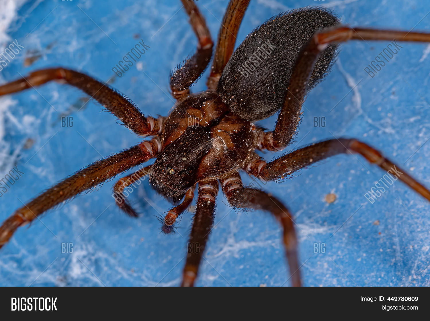 Adult Recluse Spider Image & Photo (Free Trial) | Bigstock
