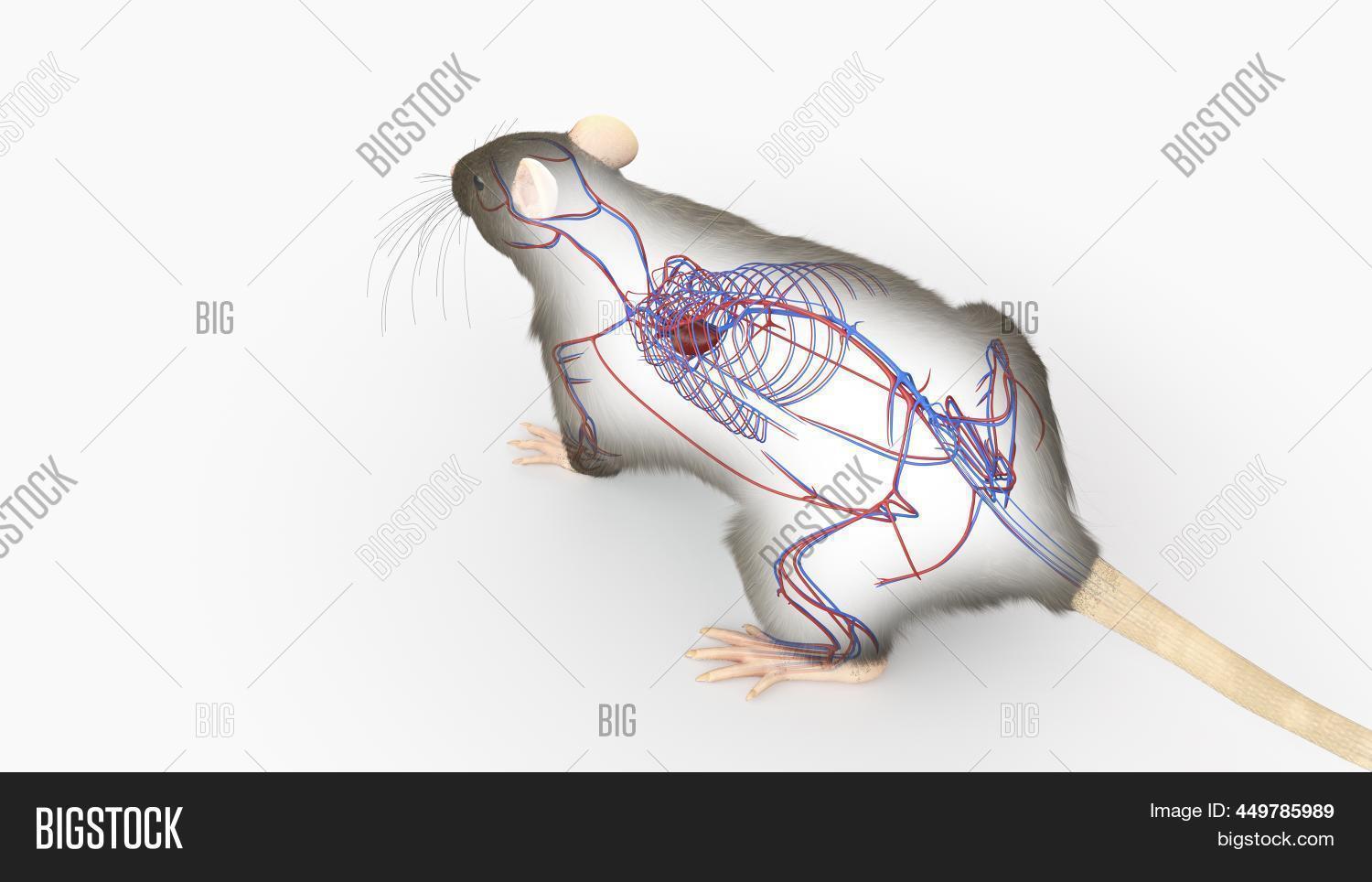 3d Rendered Image & Photo (Free Trial) | Bigstock