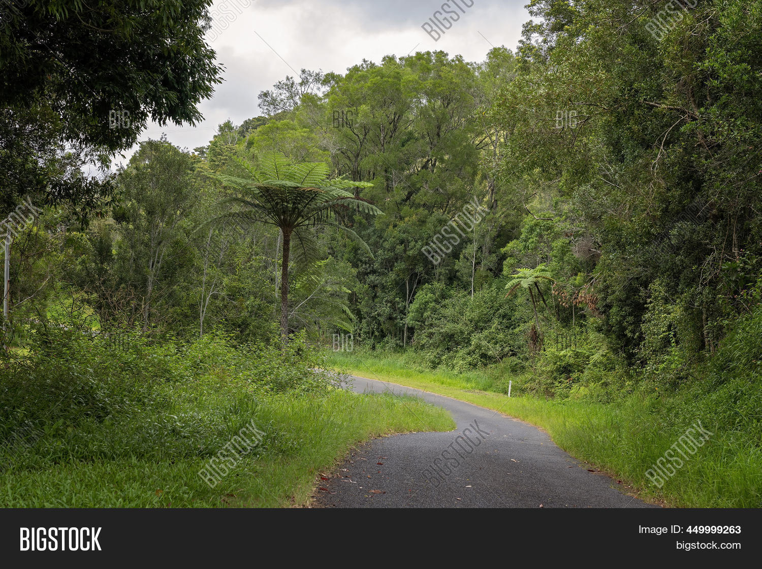 Imagen y foto Tall Tree Fern On (prueba gratis) | Bigstock