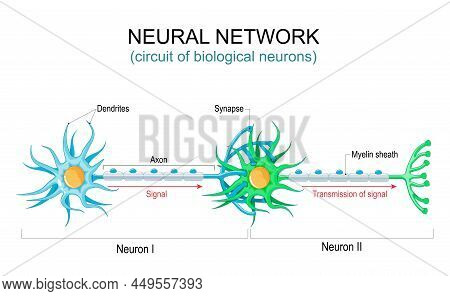 Neural Network. Vector & Photo (Free Trial) | Bigstock