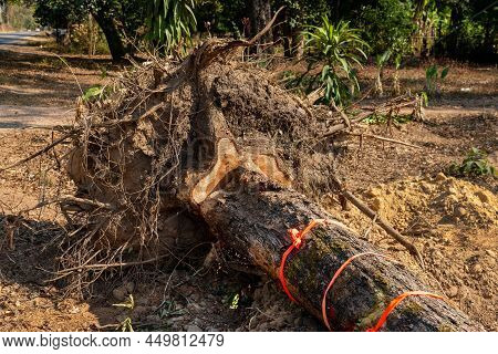 Dig Tree Root Fallen Image & Photo (Free Trial) | Bigstock