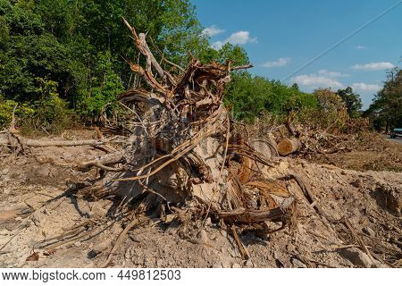 Dig Tree Root Fallen Image & Photo (Free Trial) | Bigstock