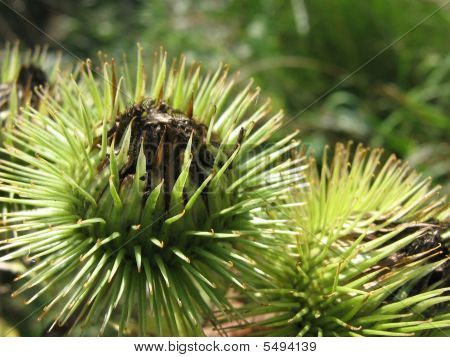 Green Thorns Image & Photo (Free Trial) | Bigstock