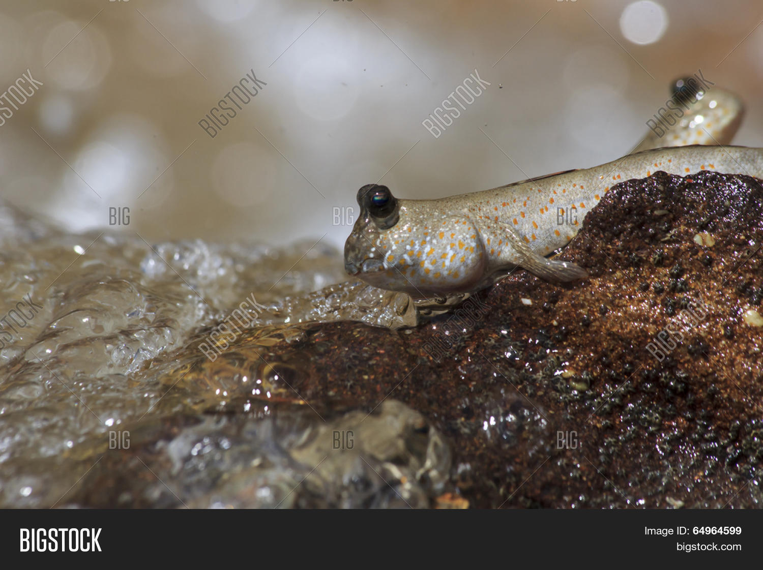 Rockskipper Fish - Image & Photo (Free Trial) | Bigstock