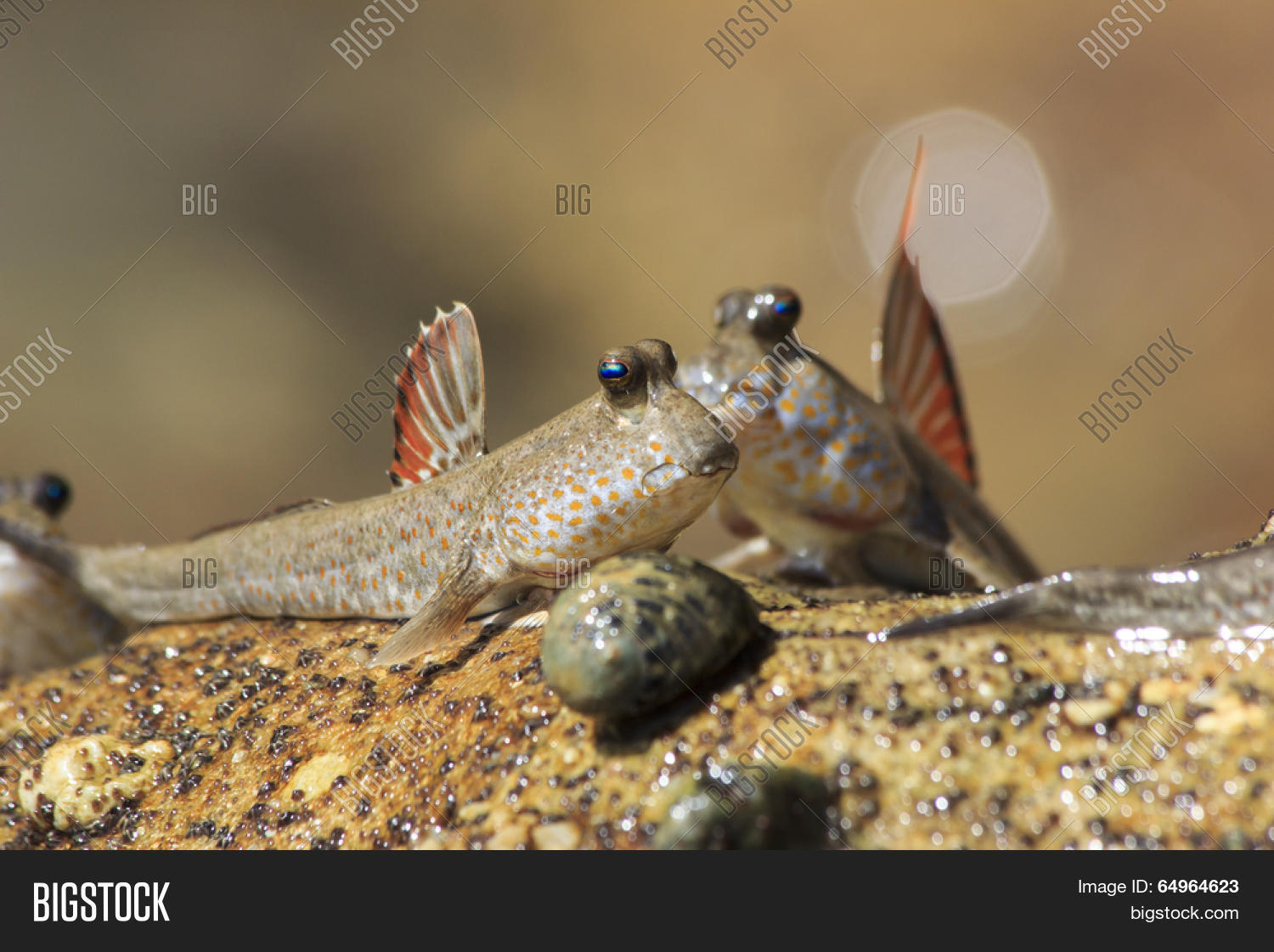 Rockskipper Fish - Image & Photo (Free Trial) | Bigstock