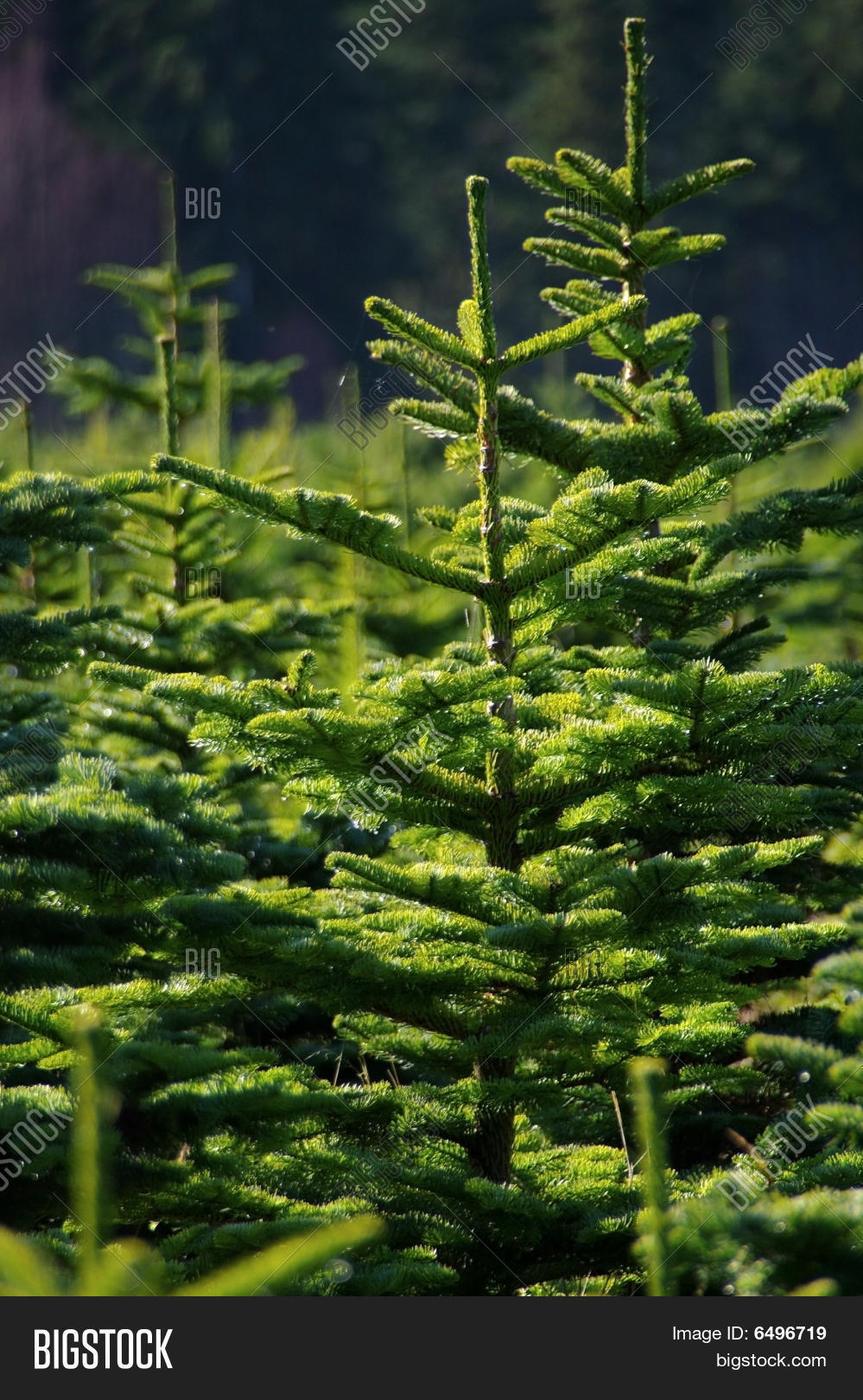 Christmas Tree Farm Image & Photo (Free Trial) | Bigstock