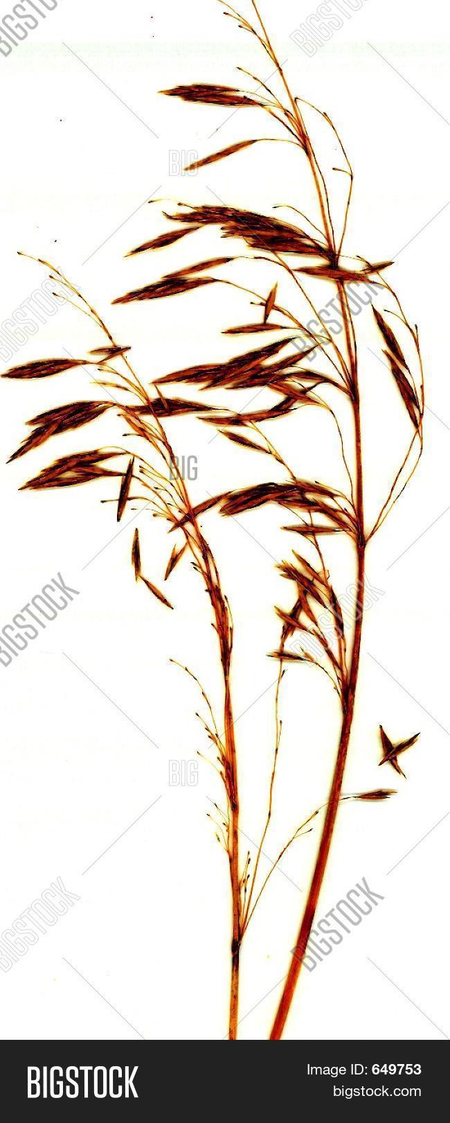 Weed Image & Photo (Free Trial) | Bigstock