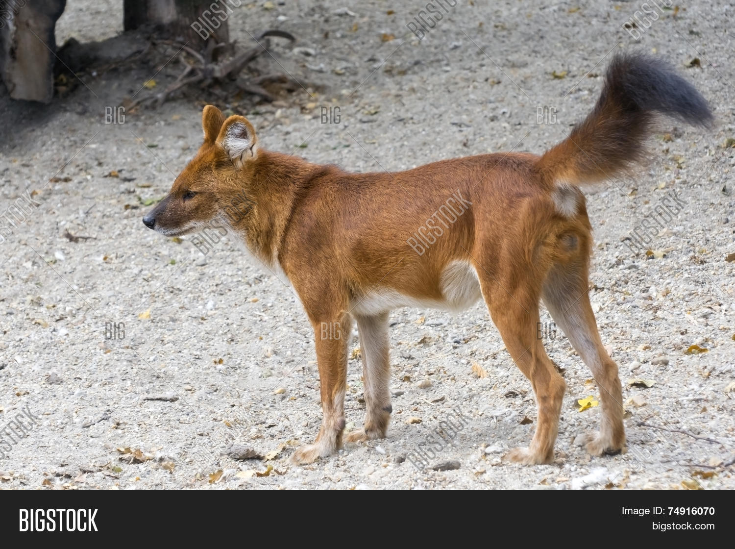 Dhole (cuon Alpinus) Image & Photo (Free Trial) | Bigstock