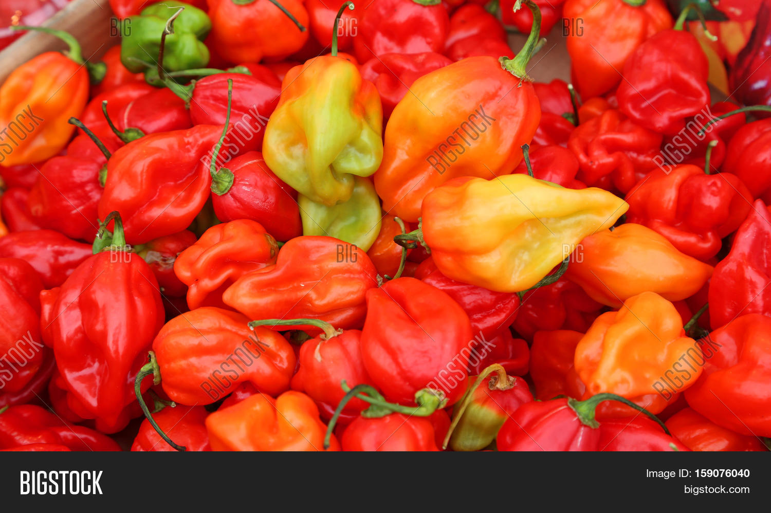 Spicy Red Habanero Image & Photo (Free Trial) | Bigstock