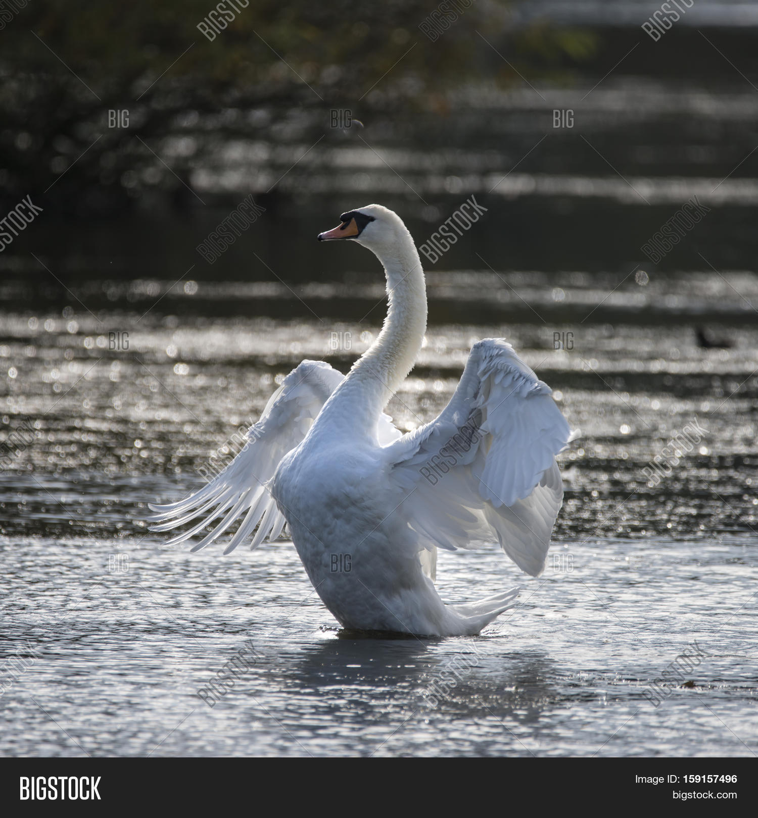 Graceful Beautiful Image & Photo (Free Trial) | Bigstock