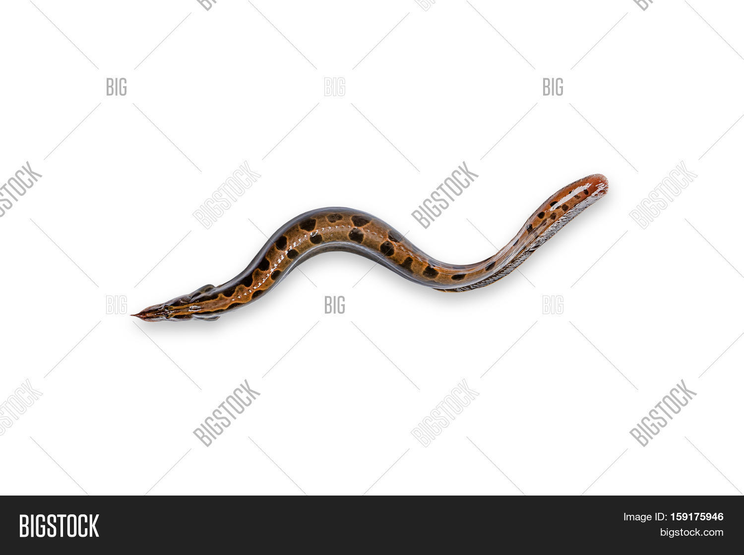 Bengal Swamp Eel Fish Image & Photo (Free Trial) | Bigstock