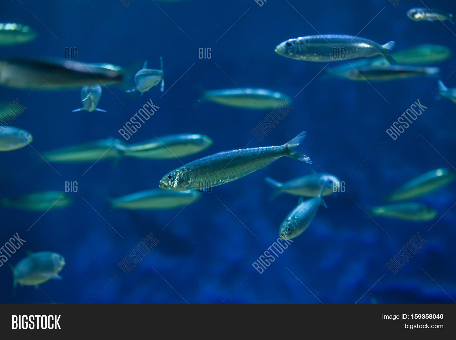 European Pilchard ( Image & Photo (Free Trial) | Bigstock