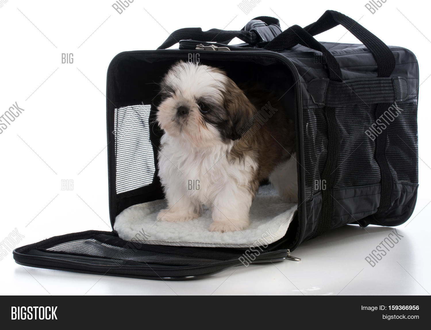 Shih Tzu Puppy Travel Image & Photo (Free Trial) | Bigstock