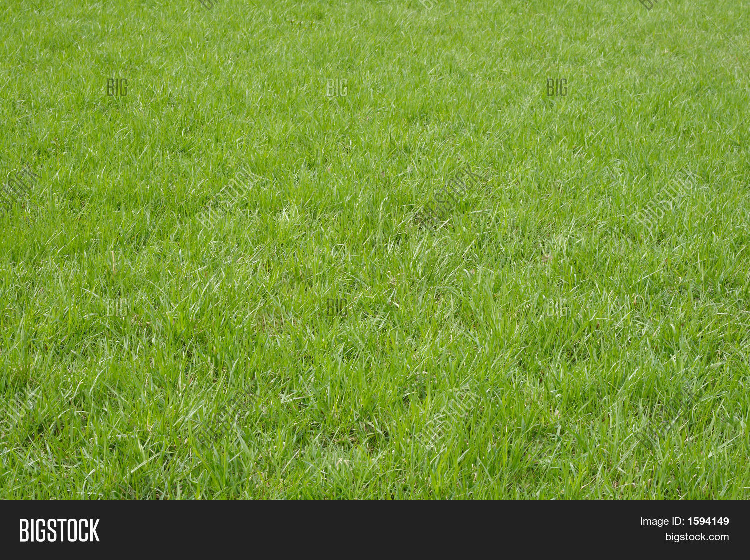 Spring Green Grass Image & Photo (Free Trial) | Bigstock