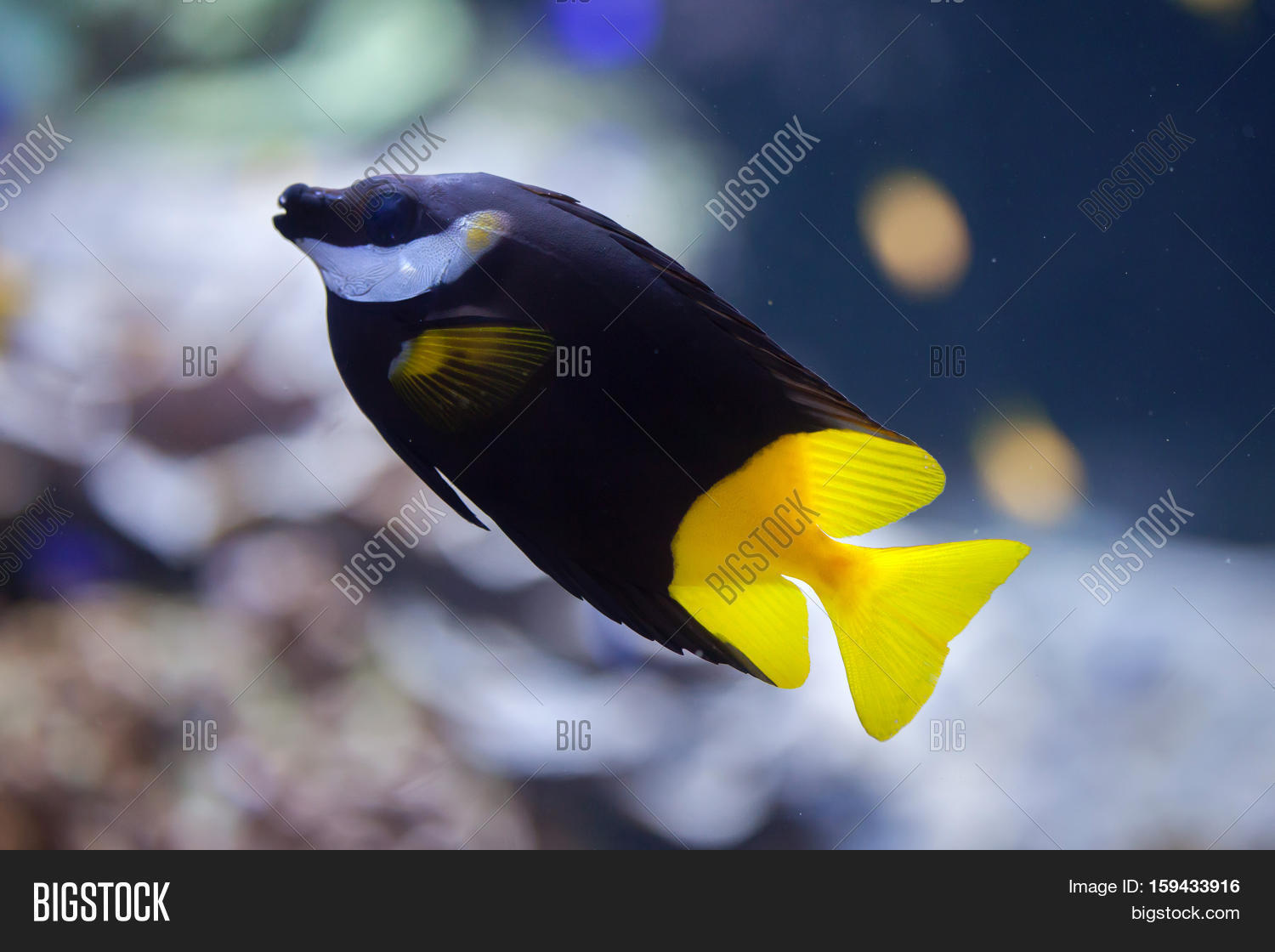 Bicolored Foxface ( Image & Photo (Free Trial) | Bigstock