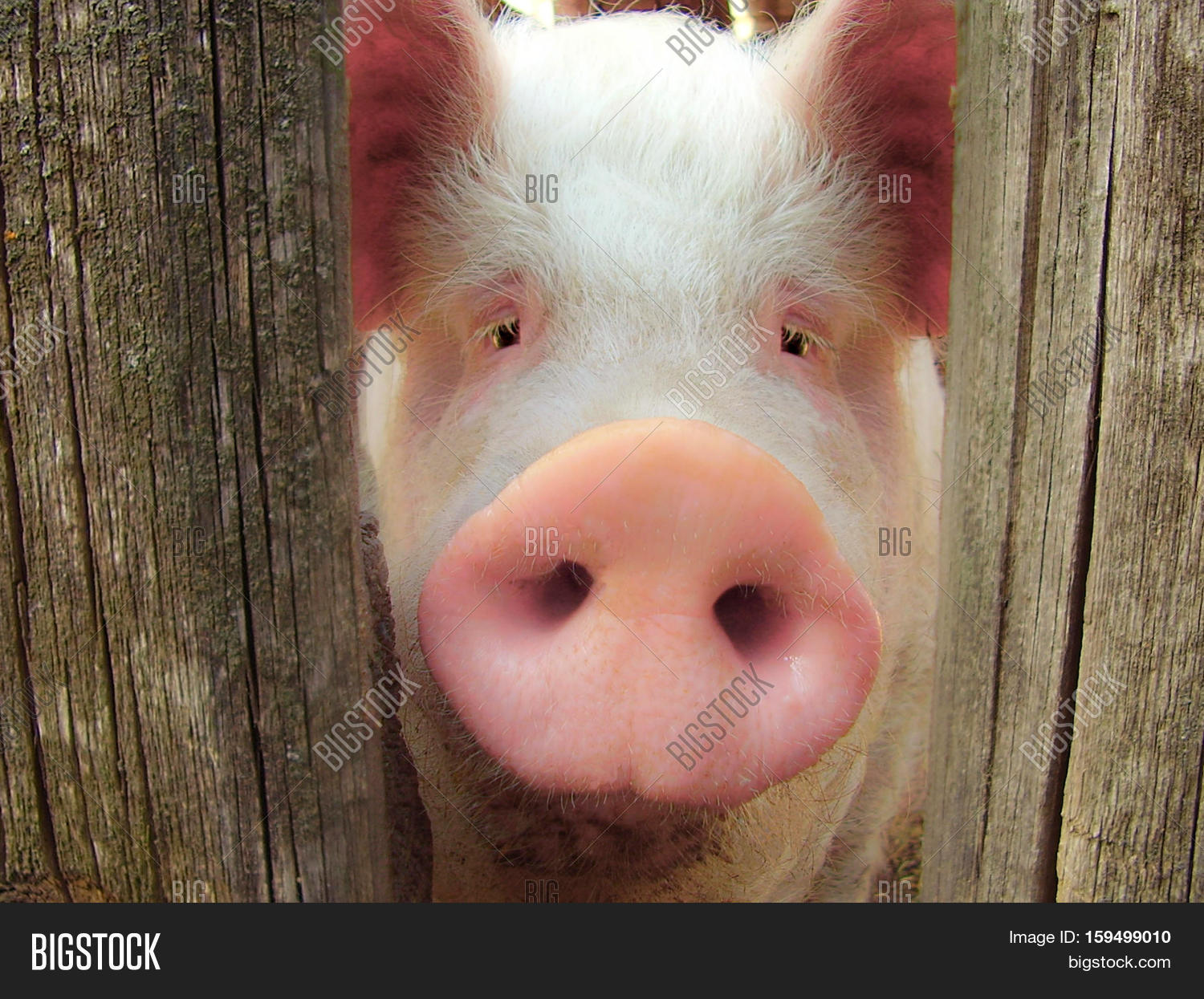 Big Pig Image & Photo (Free Trial) | Bigstock
