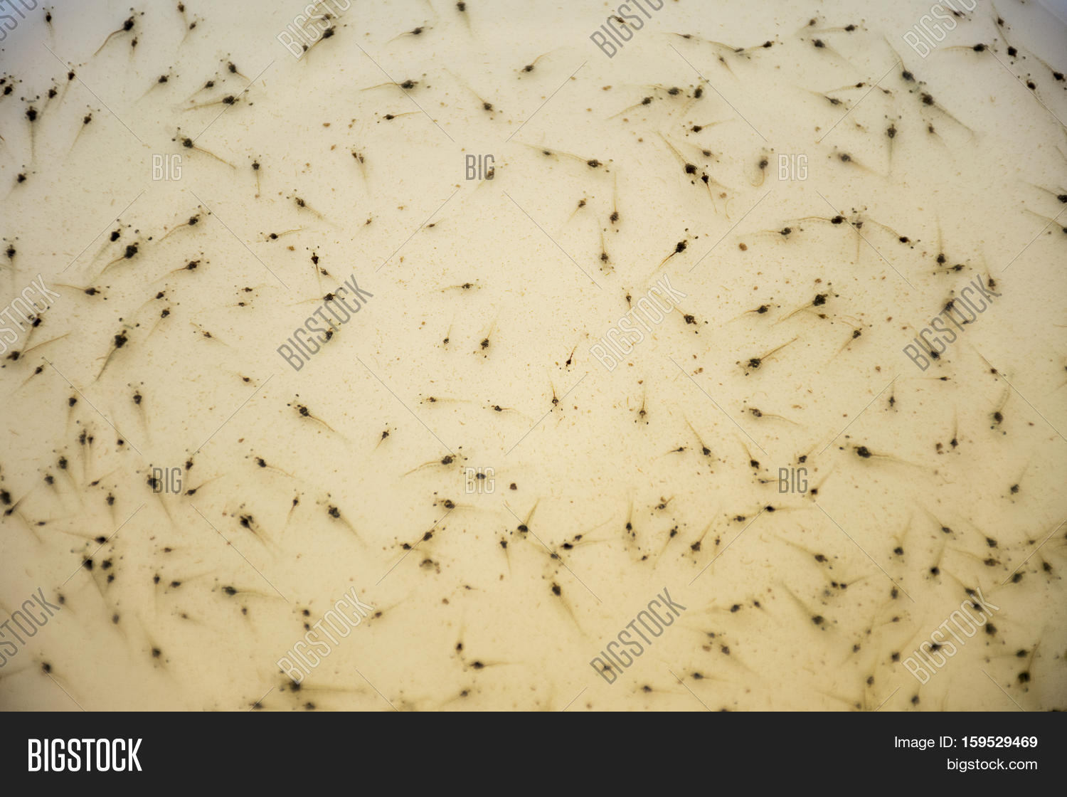 Larval Shrimp Plastic Image & Photo (Free Trial) | Bigstock