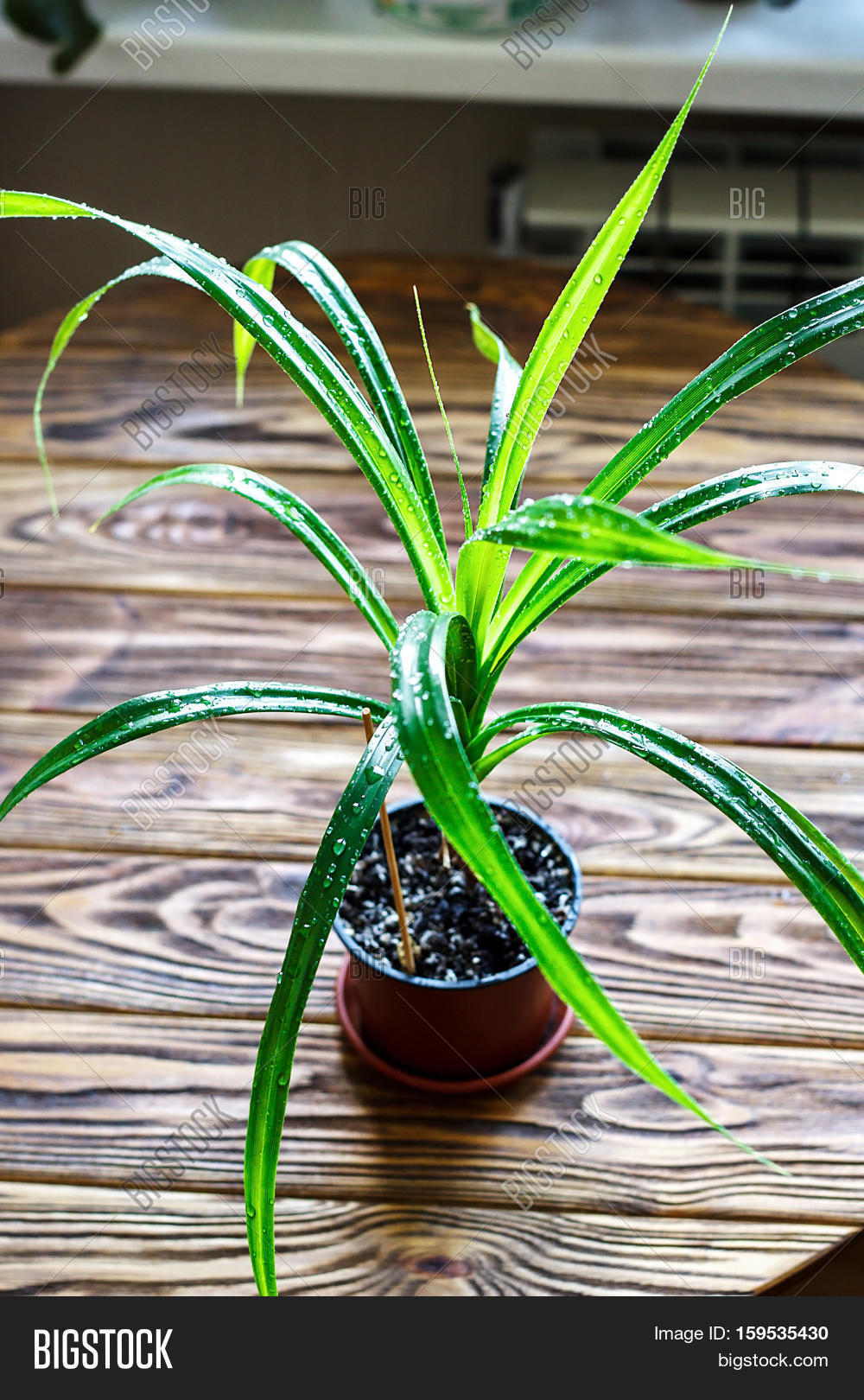 Beautiful Tropical Image & Photo (Free Trial) | Bigstock