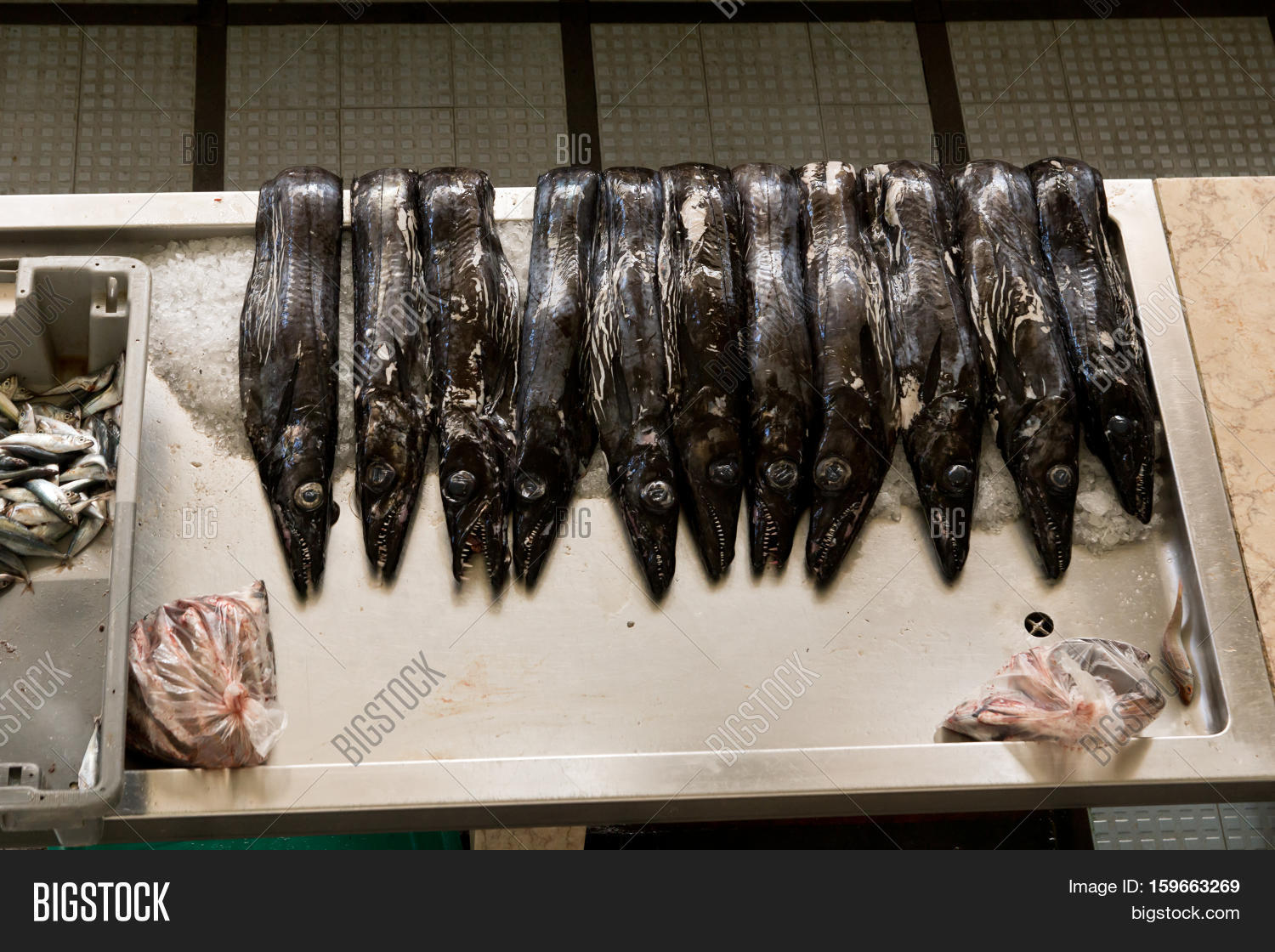 Black Scabbardfish - Image & Photo (Free Trial) | Bigstock