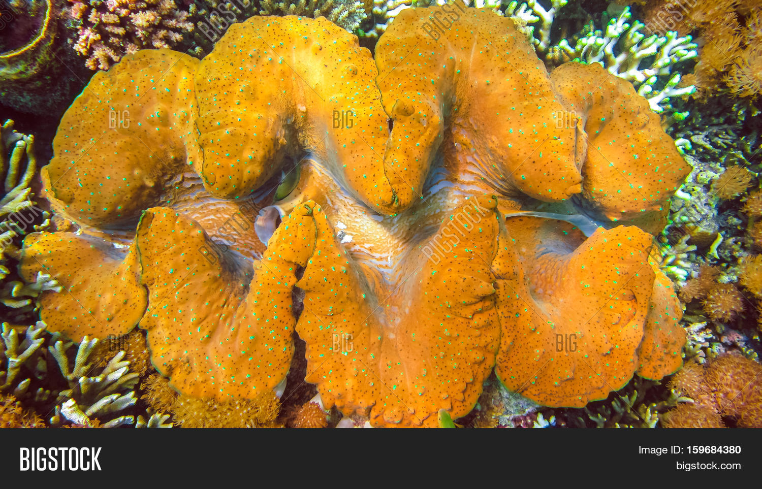 Colorful Giant Clam Image & Photo (Free Trial) | Bigstock