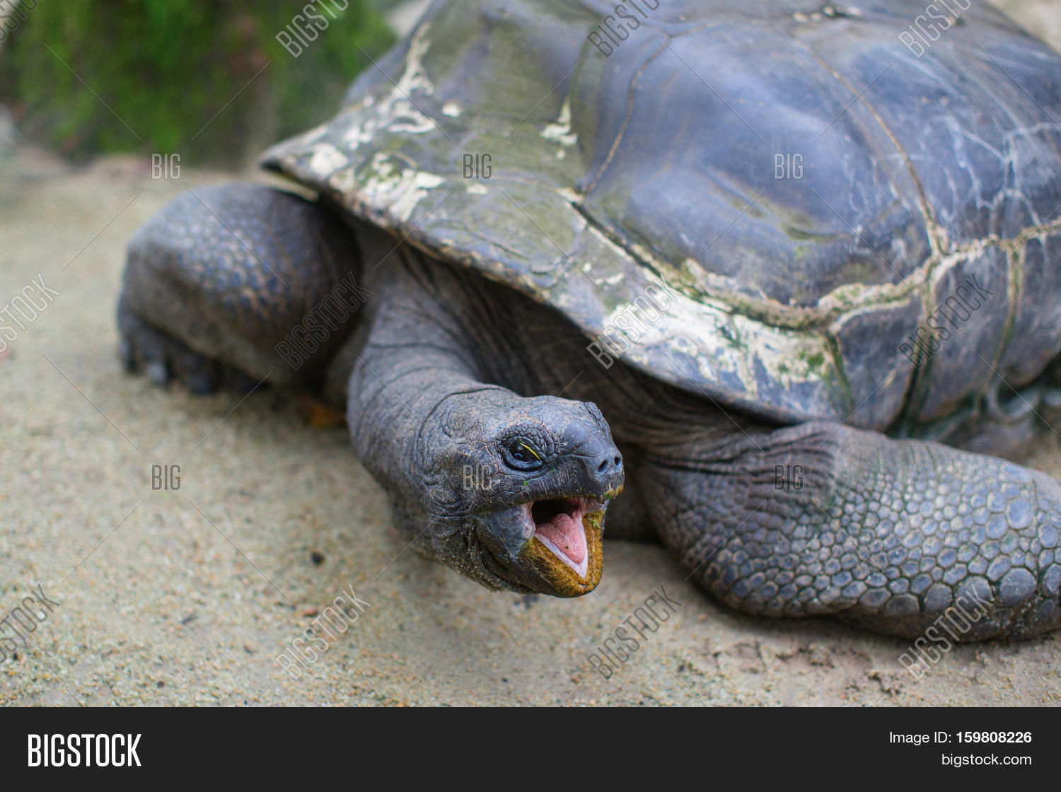 Closeup Turtle Image & Photo (Free Trial) | Bigstock