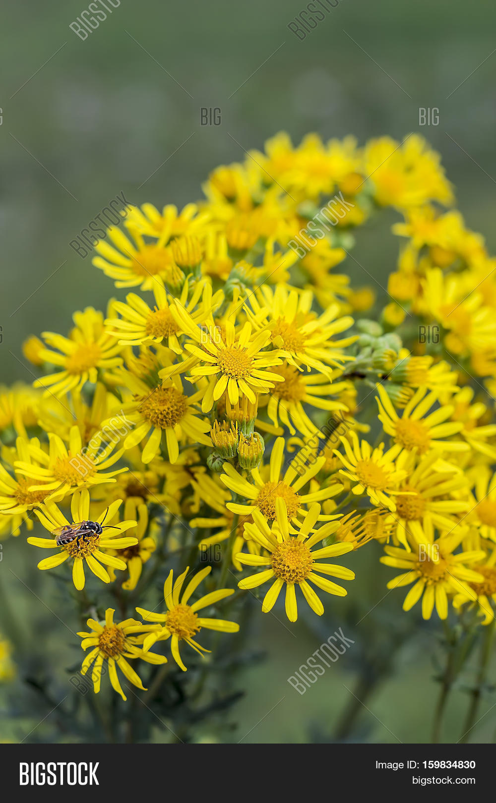 Jacobea Vulgaris Image & Photo (Free Trial) | Bigstock