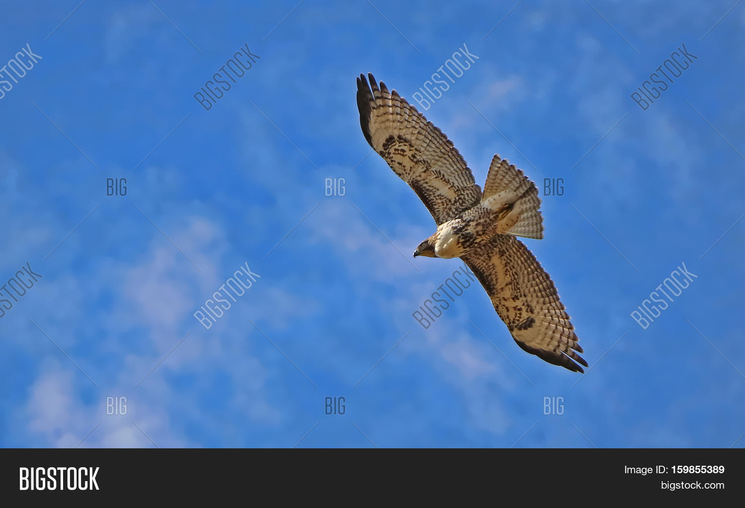 Red-tail Hawk Flight Image & Photo (Free Trial) | Bigstock