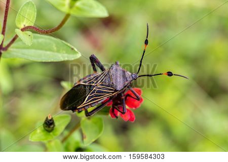 Deadly Kissing Bug Image & Photo (Free Trial) | Bigstock