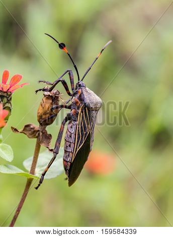 Deadly Kissing Bug Image & Photo (Free Trial) | Bigstock