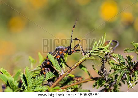 Deadly Kissing Bug Image & Photo (Free Trial) | Bigstock