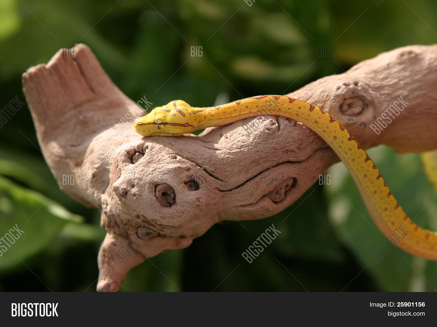 Baby "green Tree Image & Photo (Free Trial) | Bigstock