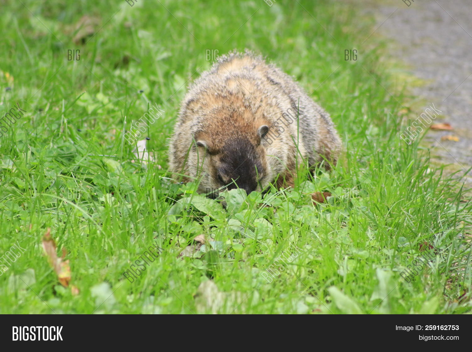 Ground Hog. Ground Hog Image & Photo (Free Trial) | Bigstock