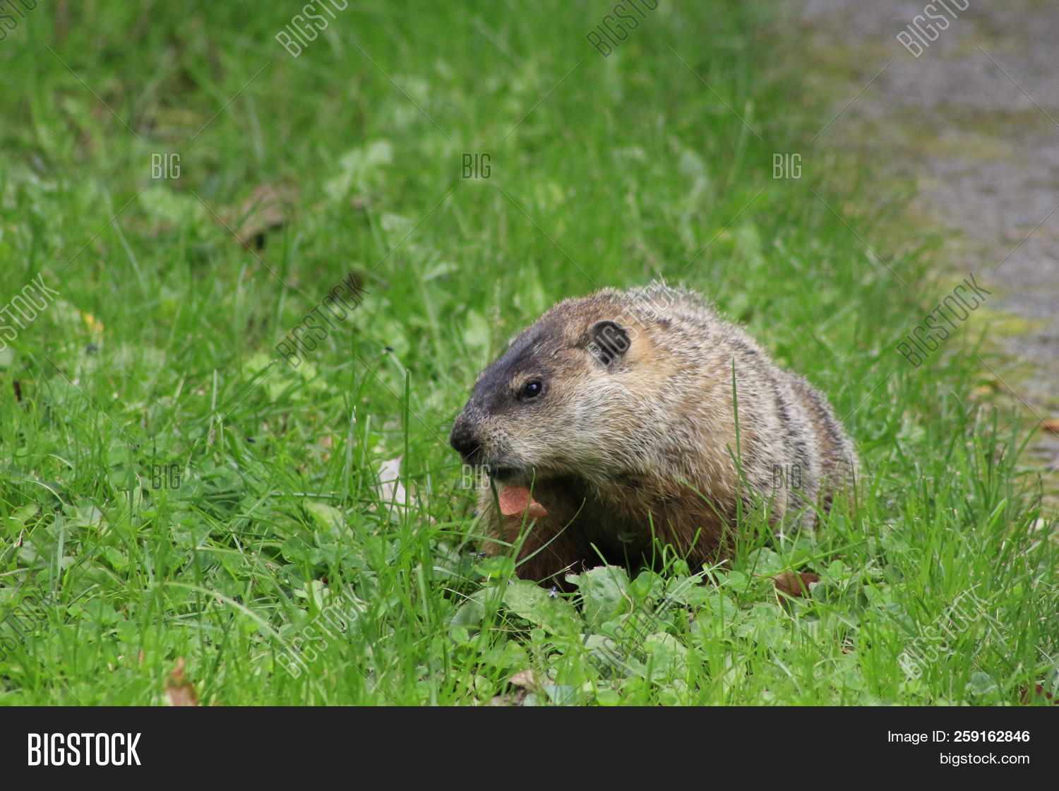 Ground Hog. Ground Hog Image & Photo (Free Trial) | Bigstock